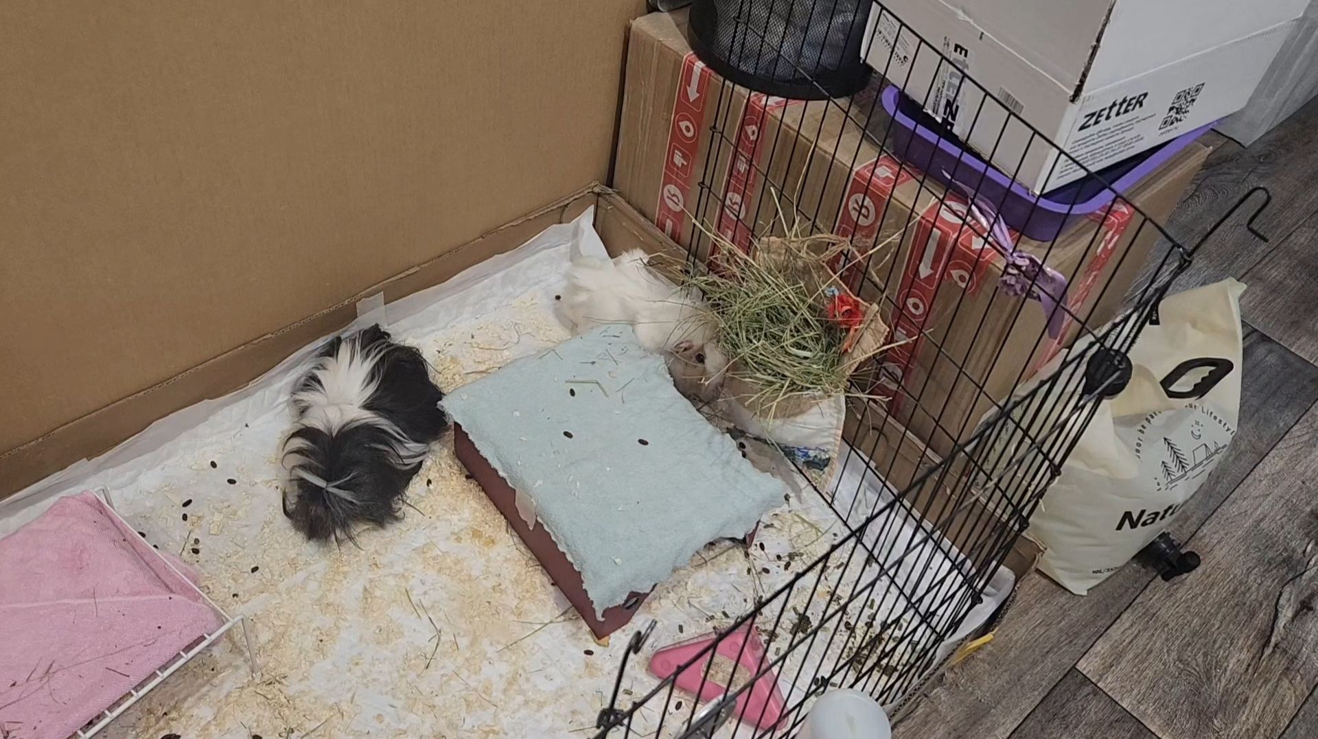 Новшество у морских свинок Улли и Пулли 👜 🐗