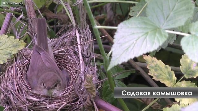 Голоса лесных опушек