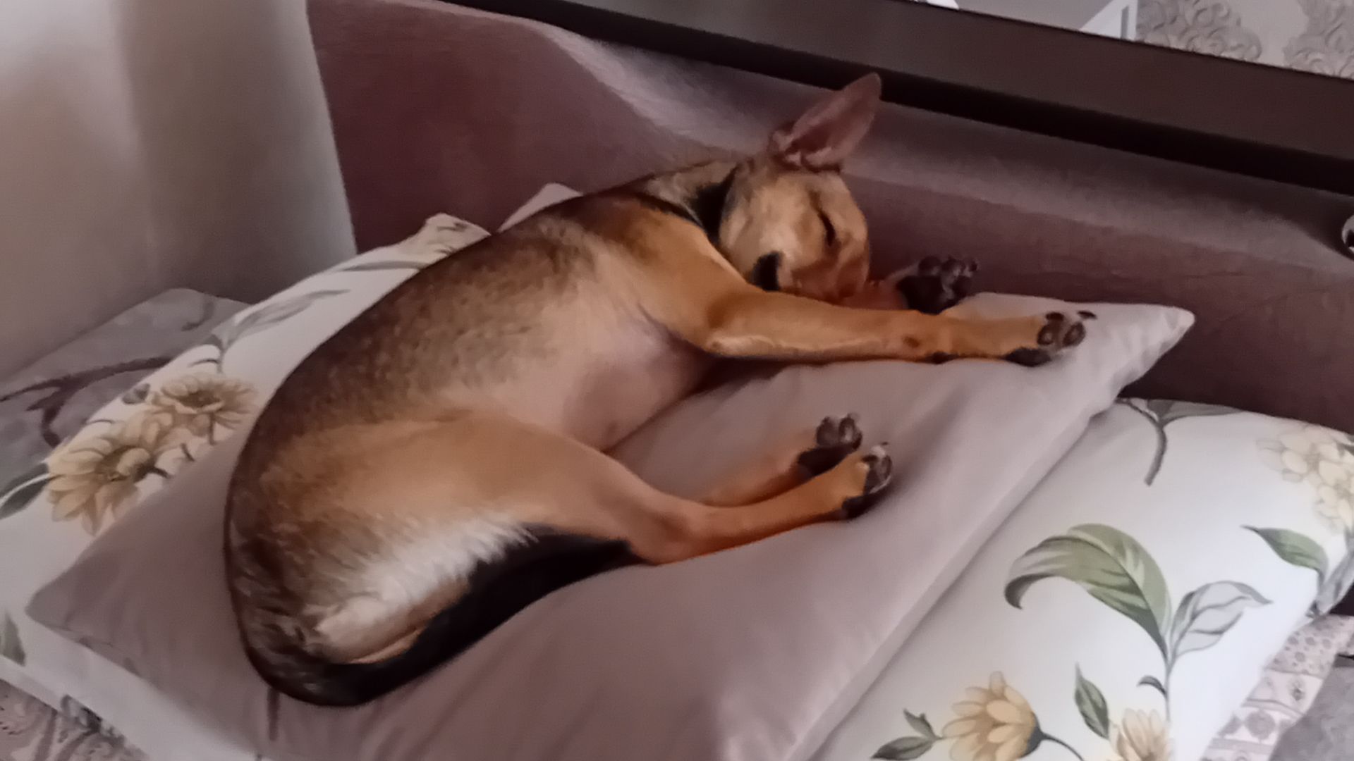 Борькин день🐶 Смешные собачки.
