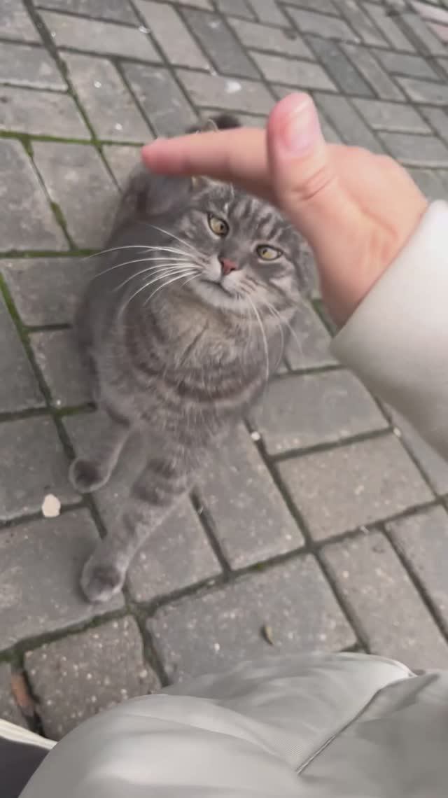 Кот на улицах Гомеля