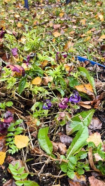 Оставил один куст анютиных глазок зимовать на клумбе.