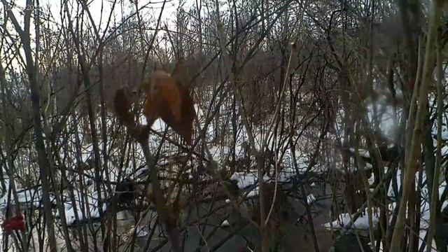 Бобровая обитель-2 Зима.