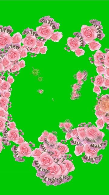 ФУТАЖ  РОЗЫ