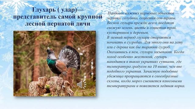 Птицы Якутии