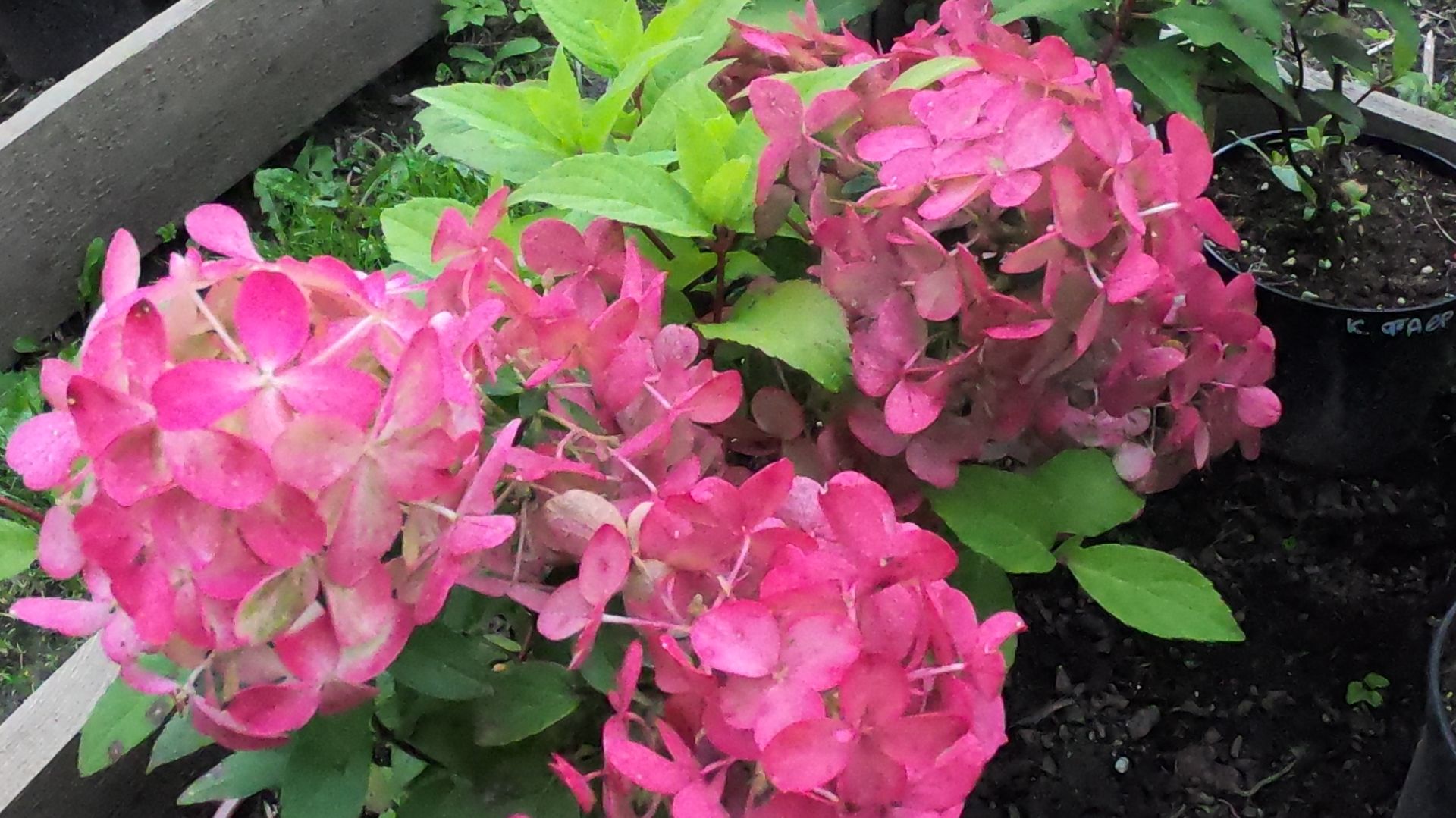 Гортензии метельчатые зимуют на улице в горшках.