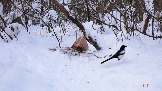 Зимующие птицы