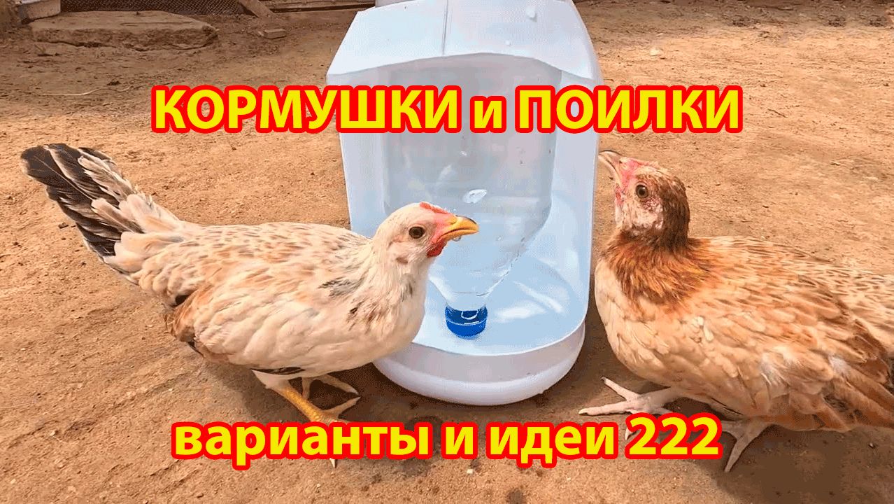 Кормушки и поилки для кур своими руками 222 🪚✂️ Пошаговая инструкция как сделать 🐔 🐓❣️