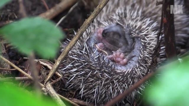 развитие речи ВЕСНА