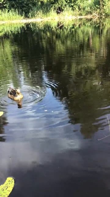 Ленобласть. 16.07.2024. Часть 74. Утята. И стали взрослыми