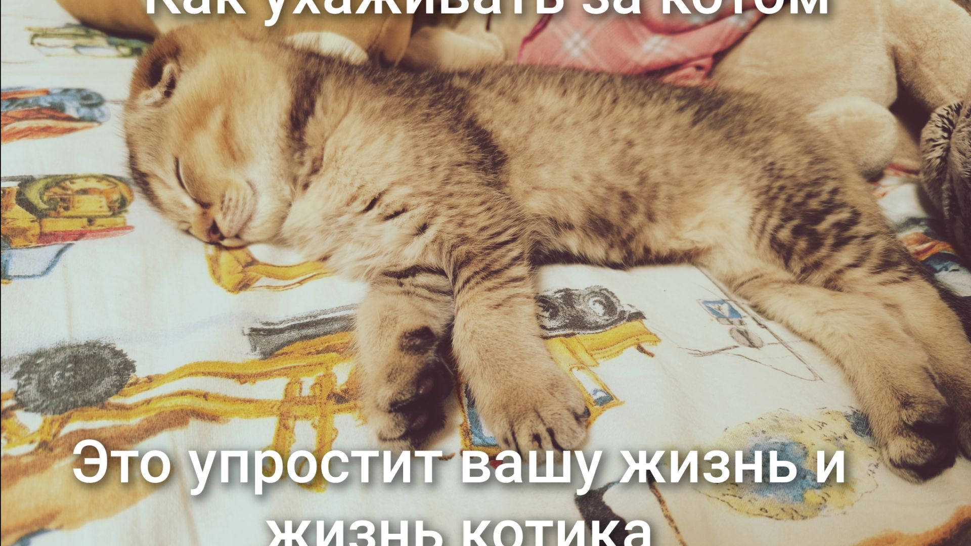 Как упростить жизнь вашего котика.