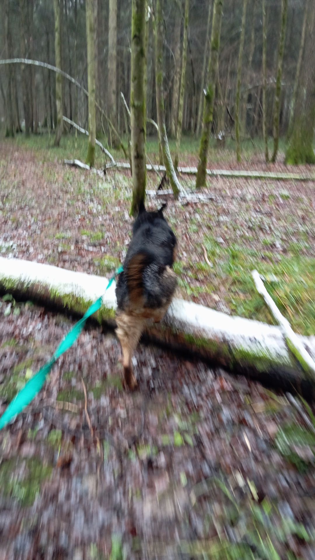 "Дальше в лес?" ❥ Приют в Малинках