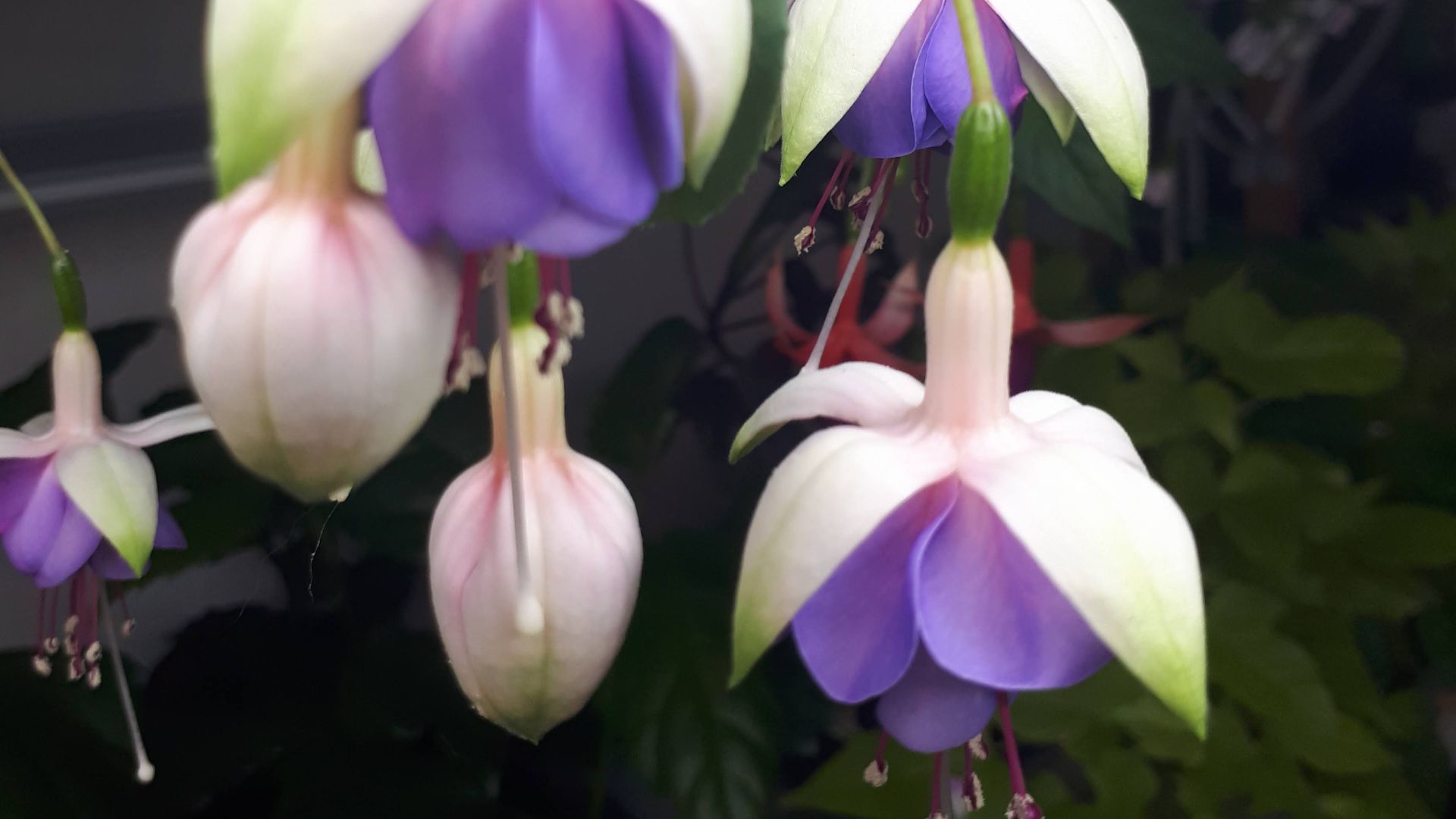 Почему фуксия скручивает лист вниз.Штамбы из фуксий.