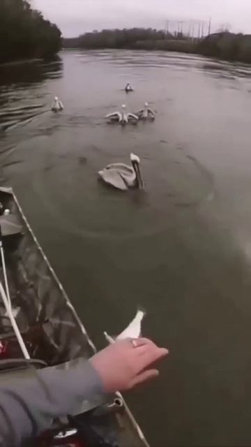 Жёсткая борьба за рыбу