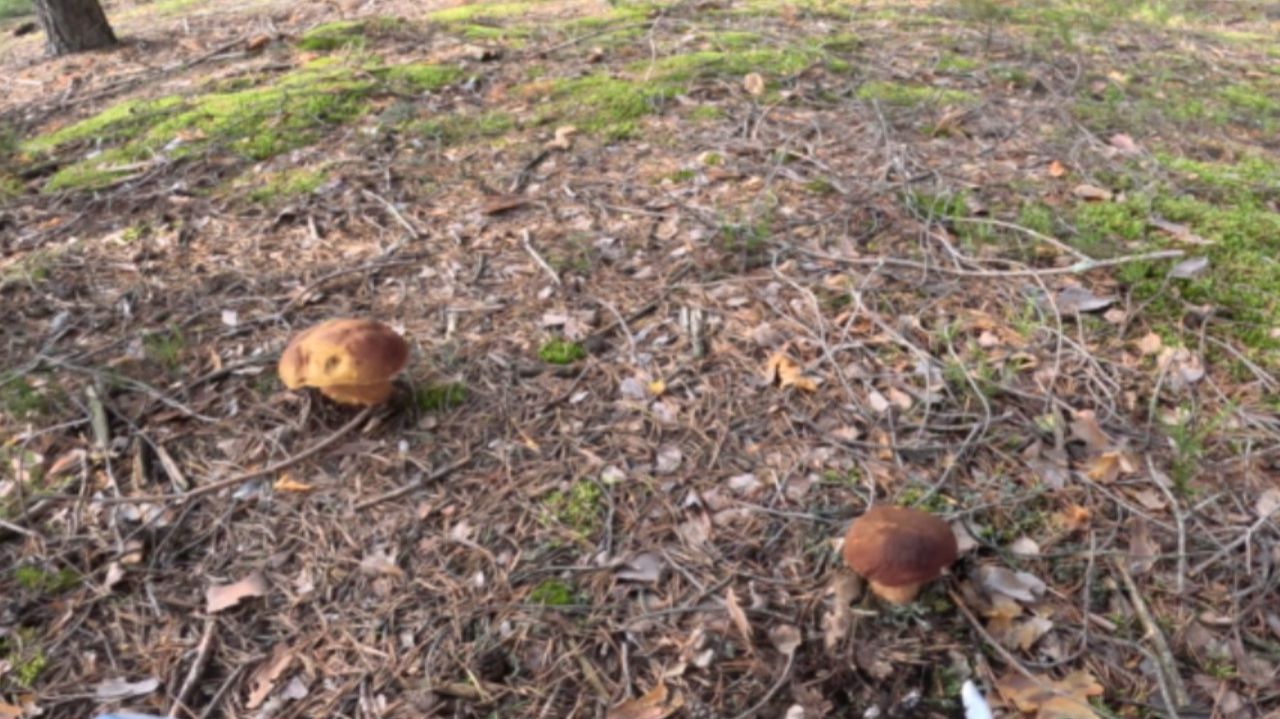 Боровики на опушке леса, одиночные и семейками. Обошел поляну и собрал только лучшие