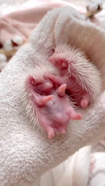 Ёжик родился. 🦔🦔✨💫✴️