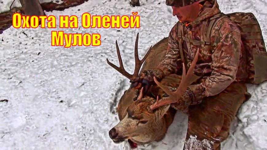 Охота на Оленей Мулов
