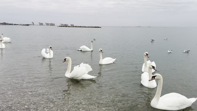 Лебеди в Евпатории