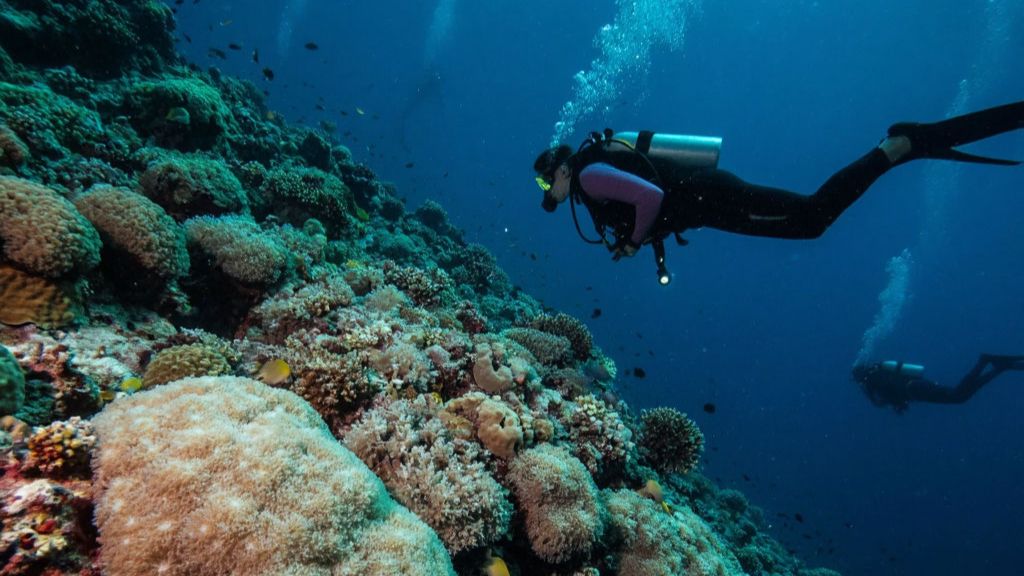 коралловый риф, ночной дайвинг на Мальдивах