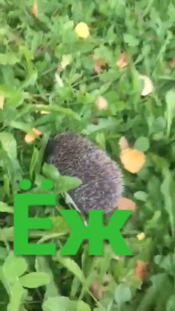 Ёжик ёж еж ежик ежонок