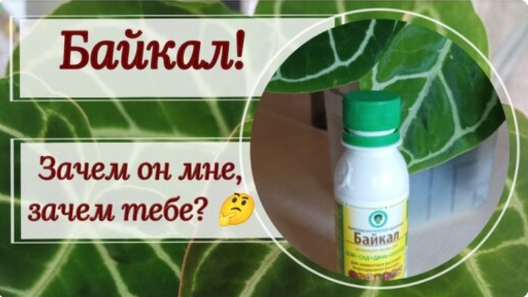 Байкал (не озеро)!   НЕ РЕКЛАМА, а опыт использования! Сравнение с другими биопрепаратами.