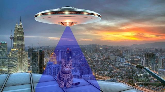 нло похитил кошку