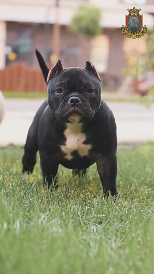 Блэки | Американский булли | Royal Bully House