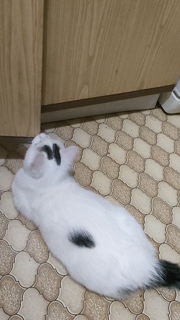 Кто в домике сидит?