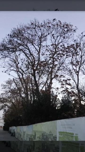 Осеннее совещание птиц перед зимой Анапа 29.11.2025