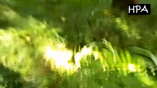 Велопрогулка по лесу