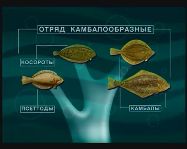 Как эволюционировали представители отряда Камбалообразные — Pleuronectiformes Bleeker, 1859 ?