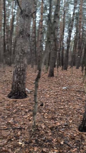 Сердитая белка, всех отгоняет от кормушки