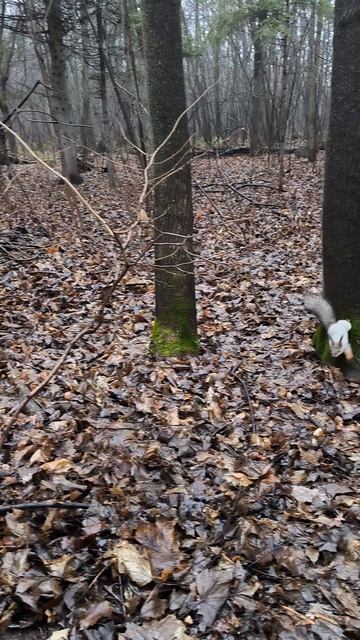 Белки собрались у большого пенька