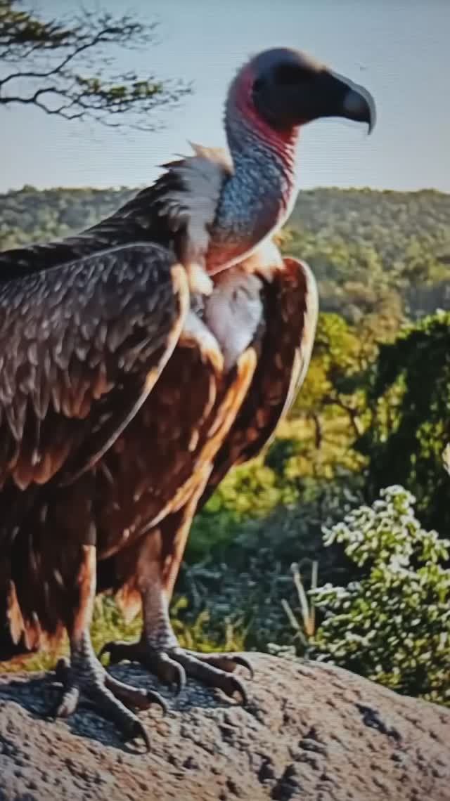 Птицы и животные дикой природы😳😮#Shorts