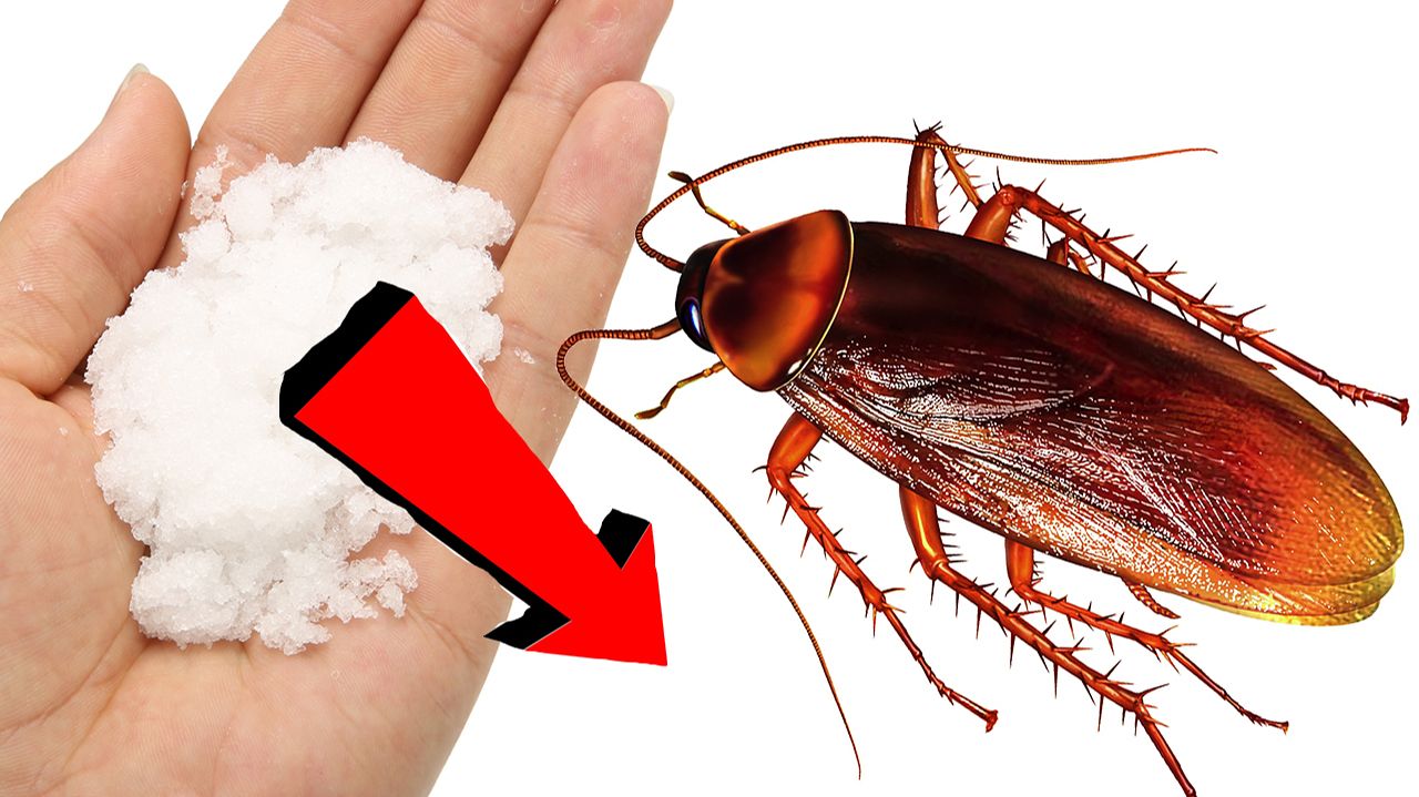 Как избавиться от тараканов за 1 день!!!