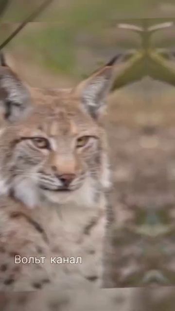 Подарок для подписчиков!❤