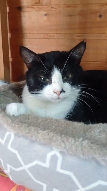 мои коты - приют для животных, кошек и собак⬛ утро в кошатнике #cat #pets блог сотрудницы приюта