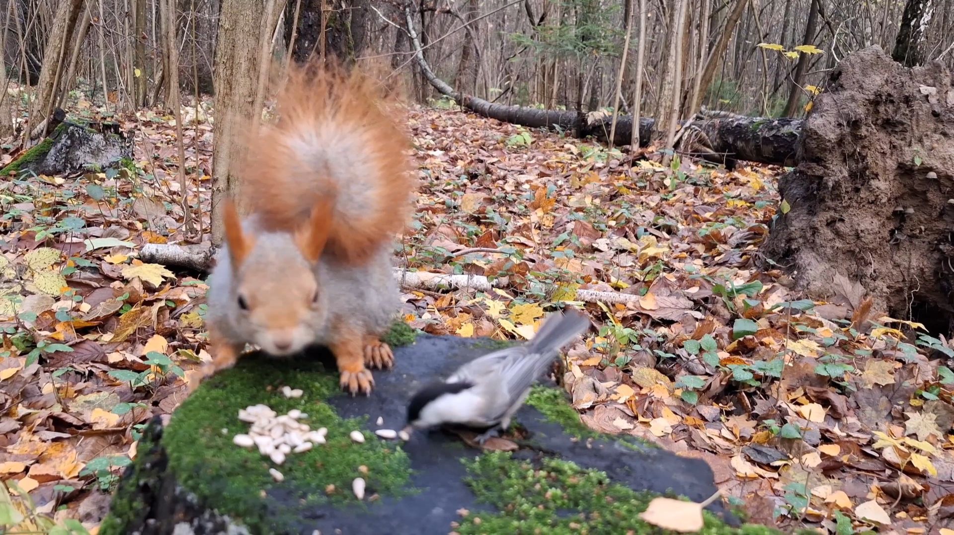 Пухляк vs белка, Битца, 30 октября 2025