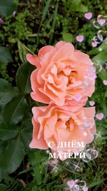 Друзья мои послушайте пожалуйста это видеоролик вы будете плакать