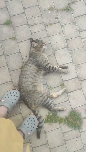 кот в Черниговском скиту, Черниговский скит и Черниговский кот⬛ лето безмятежность...️