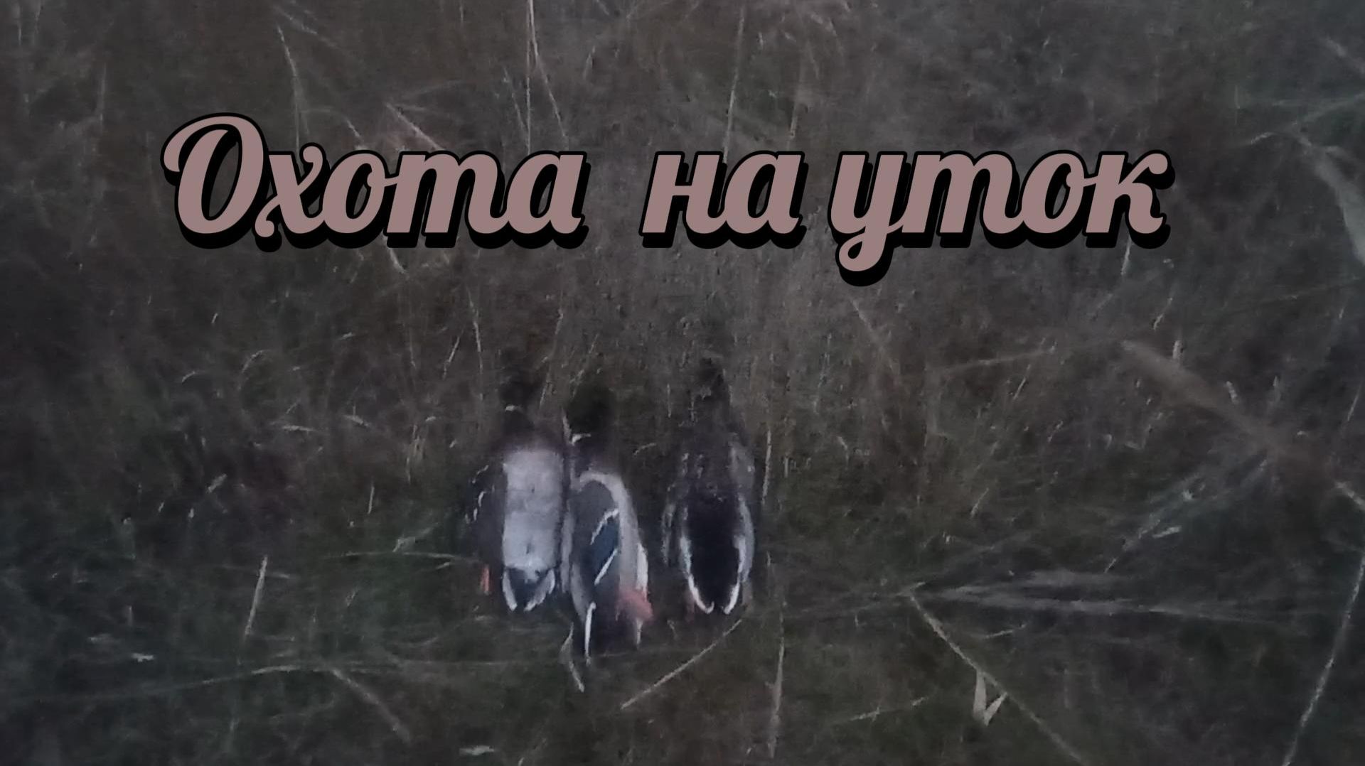 Охота на уток