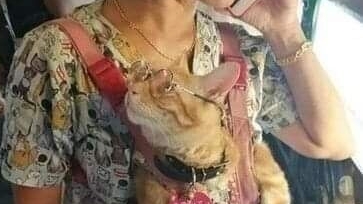 СМЕШНОЕ ВИДЕО С КОШКАМИ