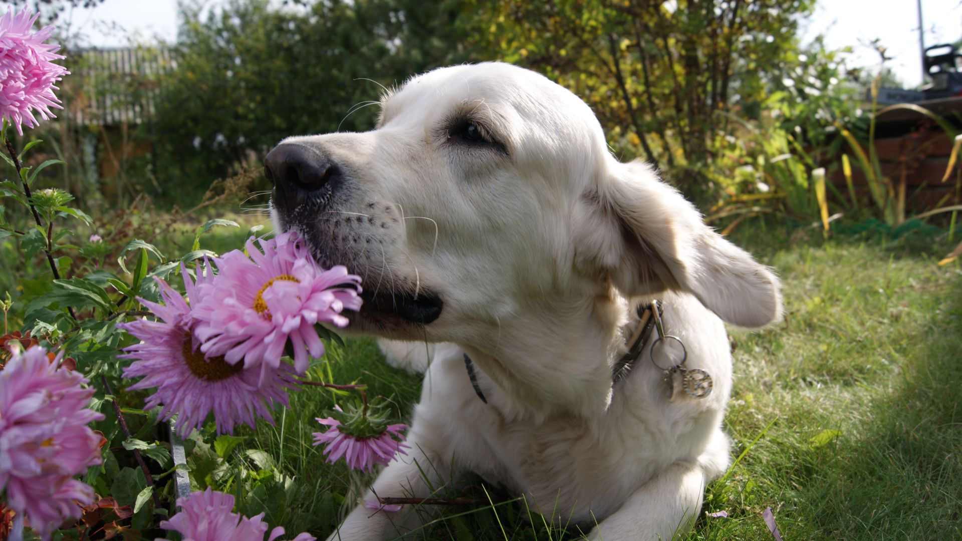 Delicia 4 часть На даче и её окрестностях