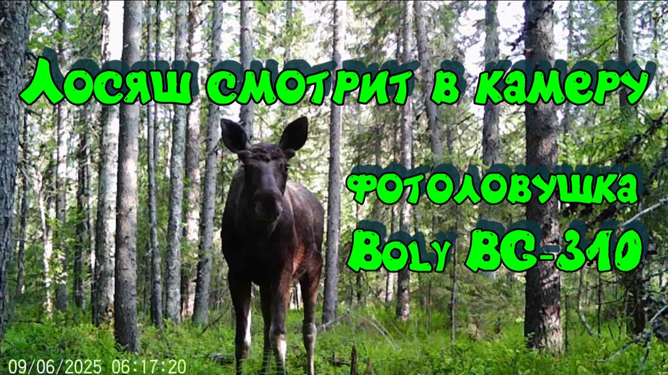Лосяш увидел камеру. Фотоловушка Boly BG-310