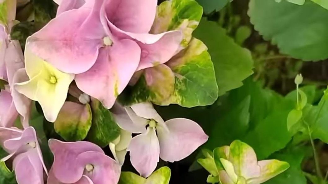 У крупнолистной гортензии Боденси Блю листья портятся.