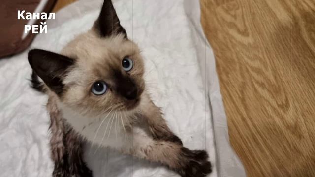 Котенок Маленький Принц