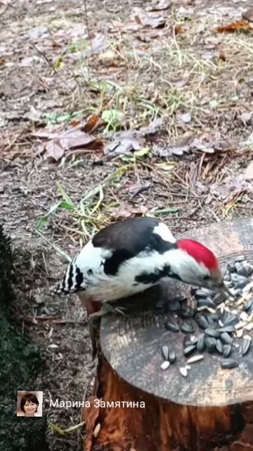 Дятел и сойка.