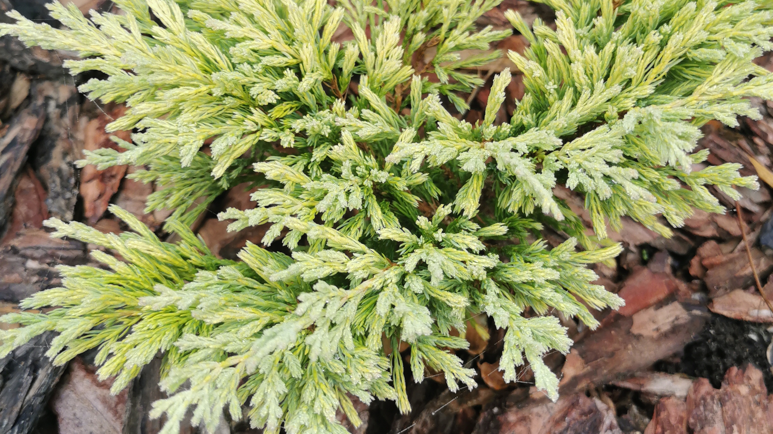 Обзор можжевельников сада на ветру. Хвойные часть 4. 22-29.11.2025 восток Ленинградской области