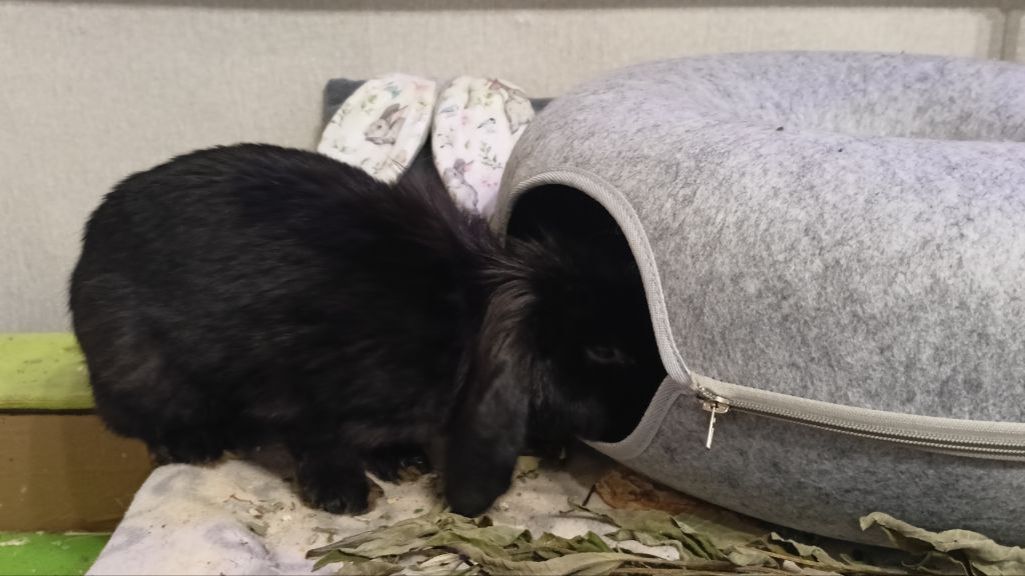 Кролик Маркс в туннеле