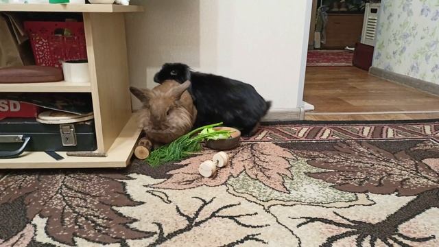 Совместная еда объединяет кроликов