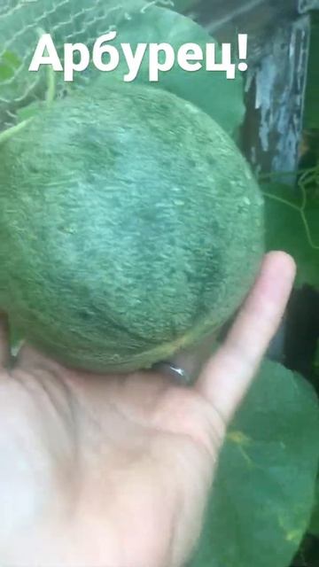 Огурец плюс арбуз арбурец